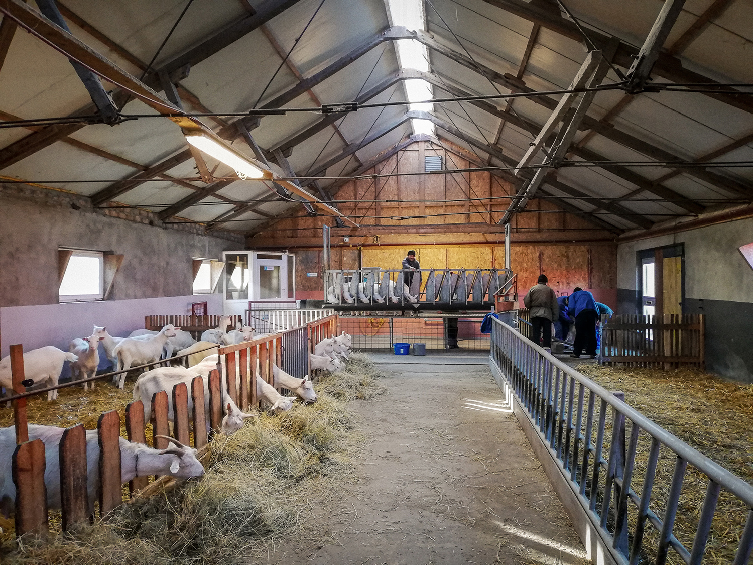 Ferma de capre, o nouă șansă pentru oamenii cu dizabilități - DoR